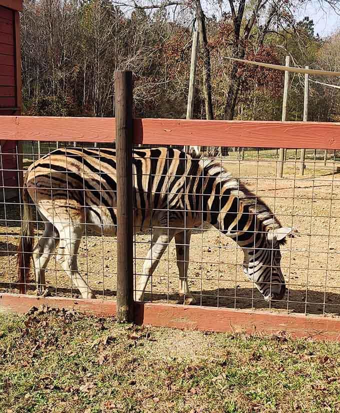 Stripes so bold and beautiful, this zebra grazing in Alabama feels like a postcard from the Serengeti that got wonderfully lost.