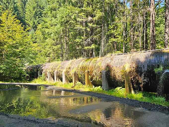The historic dam upstream adds an unexpected industrial touch to this wilderness wonderland, proving humans occasionally cooperate with nature.