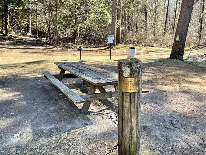 A classic wooden picnic table tucked among the pines. Simple, honest, and perfectly placed.