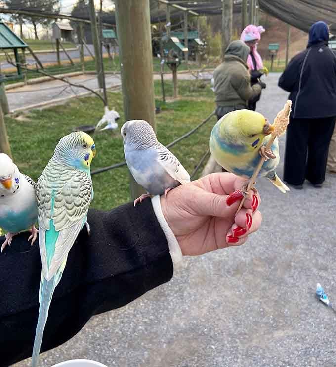 Budgies landing on visitors like tiny, colorful helicopters that run on millet and pure enthusiasm for making new friends.