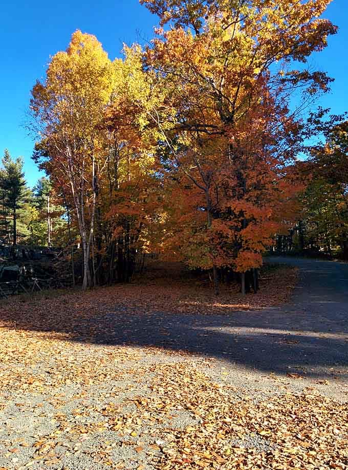 Fall foliage so vibrant it makes your screensaver look like it's not even trying anymore, honestly.