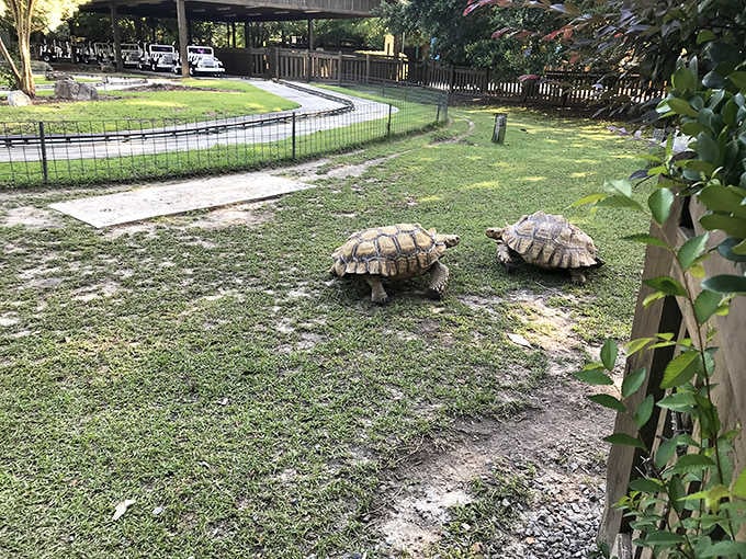Two Sulcata tortoises doing absolutely nothing in a hurry, and honestly, they've got the right idea.