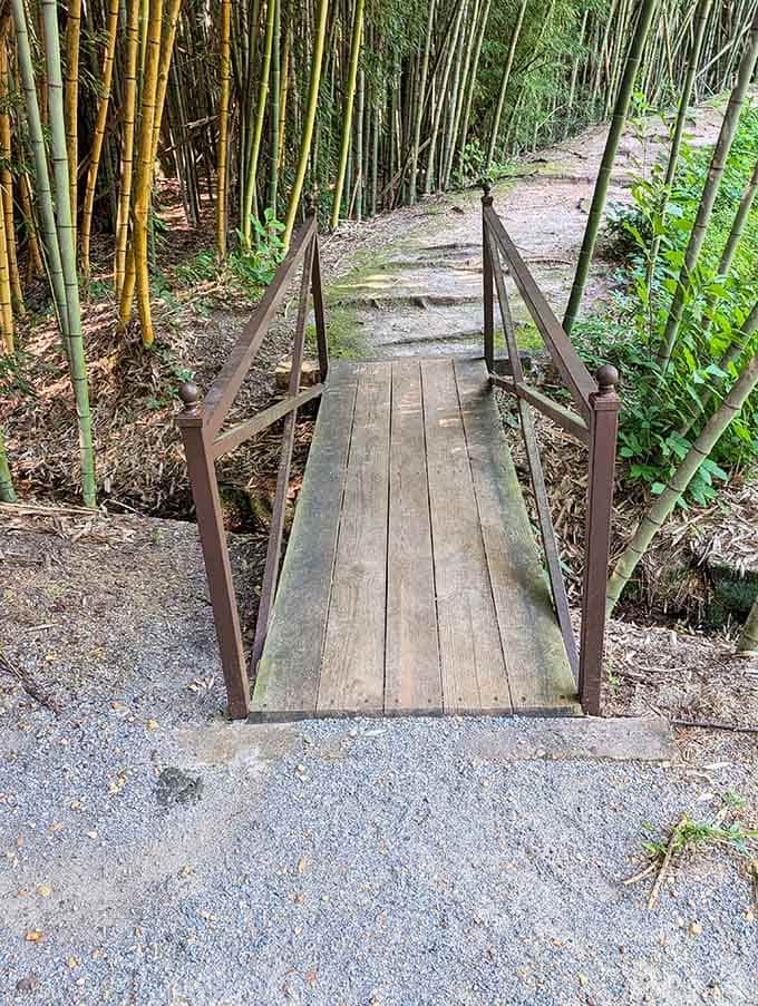 A little wooden footbridge, a lot of bamboo, and the quiet feeling that something wonderful is just around the bend.