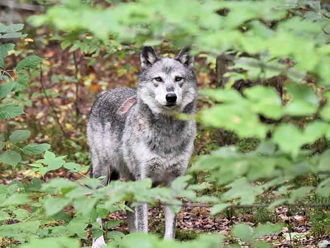 A timber wolf peers through the forest like it's been expecting you and isn't entirely impressed yet.