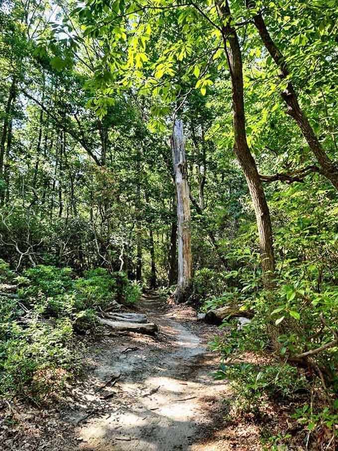 Sunlight filters through a lush green canopy at Allaire, where every shaded trail feels like a quiet secret.