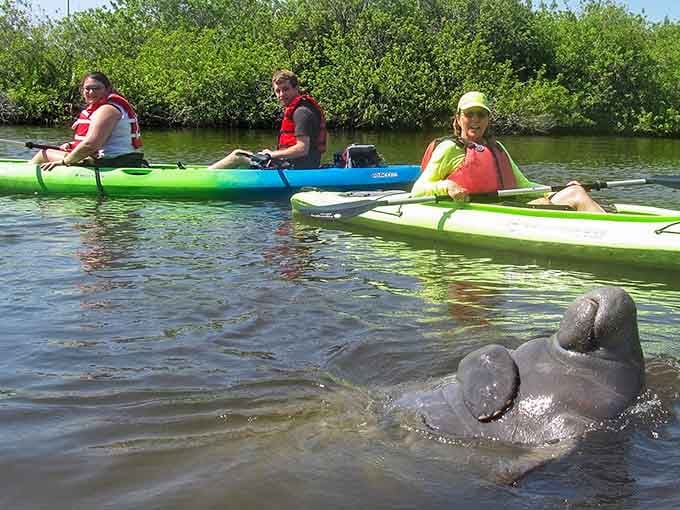 When your kayak buddy weighs 1,200 pounds and photobombs better than any celebrity &ndash; priceless wildlife encounter right here!