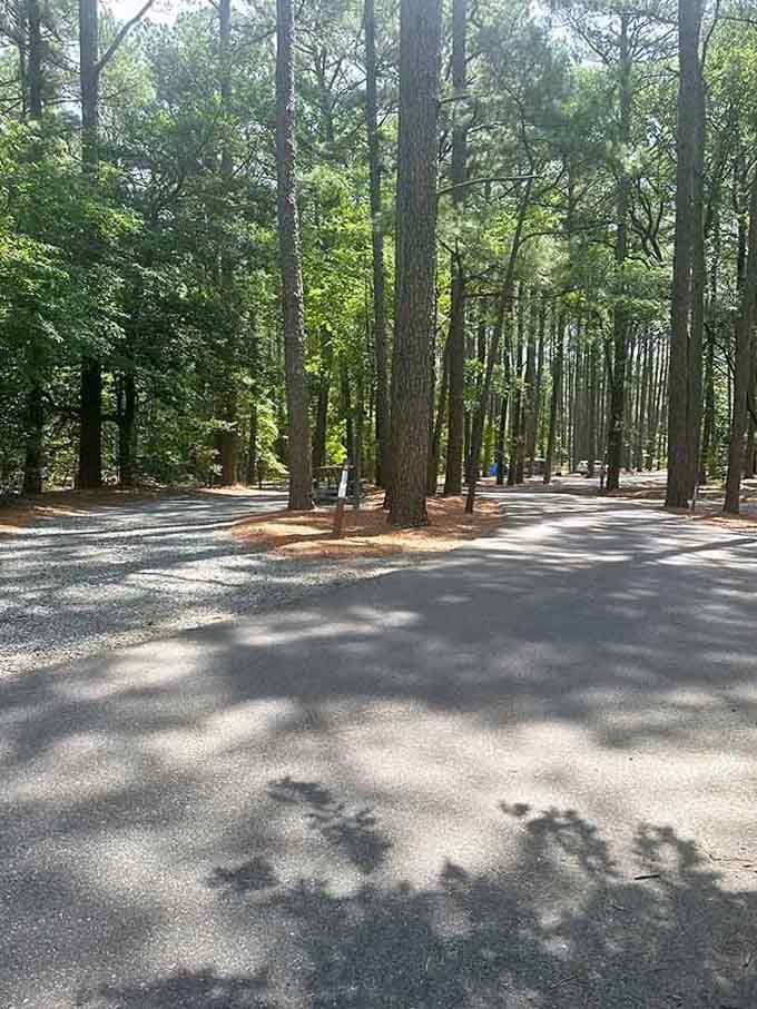 Tall loblolly pines stand like patient sentinels along the campground road, casting cool dappled shadows across the sun-warmed pavement below.