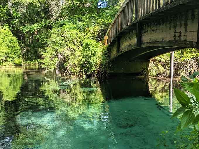 Lush ferns, rough limestone edges, and deep green water catching the afternoon light, Juniper Springs delivers a sensory experience that's genuinely hard to describe.