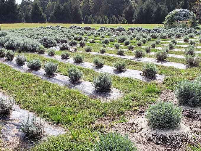 Rows of lavender plants march across the field in perfect formation, ready to soothe your senses completely.