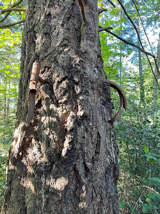 Rusted metal curves emerge from the deeply furrowed bark of this Vashon tree like something the forest quietly decided to keep forever.