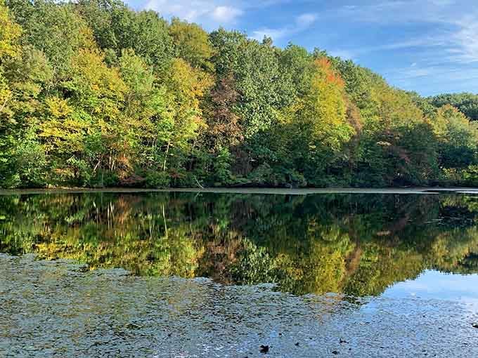 The lake mirrors the forest perfectly, doubling your pleasure like nature's own two-for-one special.