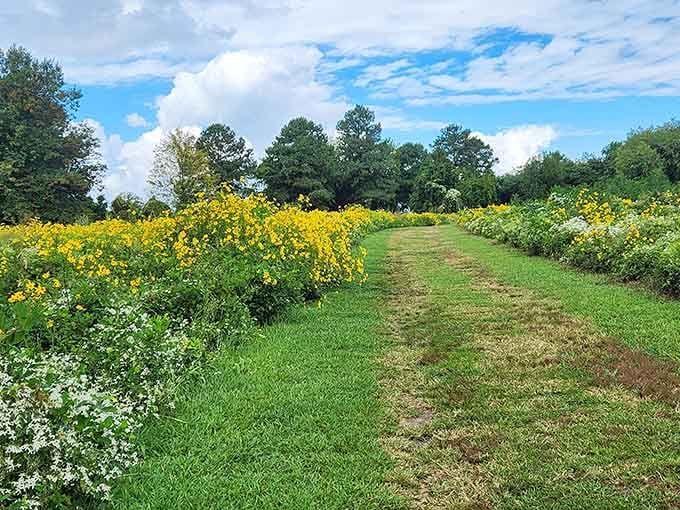 Bright yellow wildflowers line both sides of this mowed meadow path at Terrapin Nature Park, like a cheerful welcome committee you didn't expect.