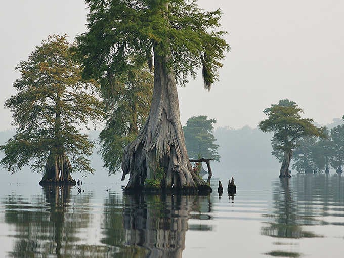 Ancient cypress trees rise from the misty water like silent giants, their gnarled reflections turning the swamp into living art.