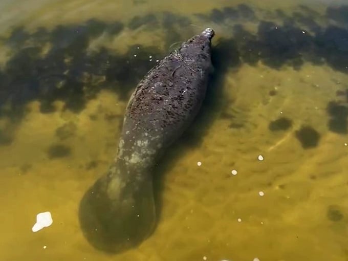 This solitary manatee explores the shallows, reminding us that sometimes the best adventures happen closest to home sweet home.