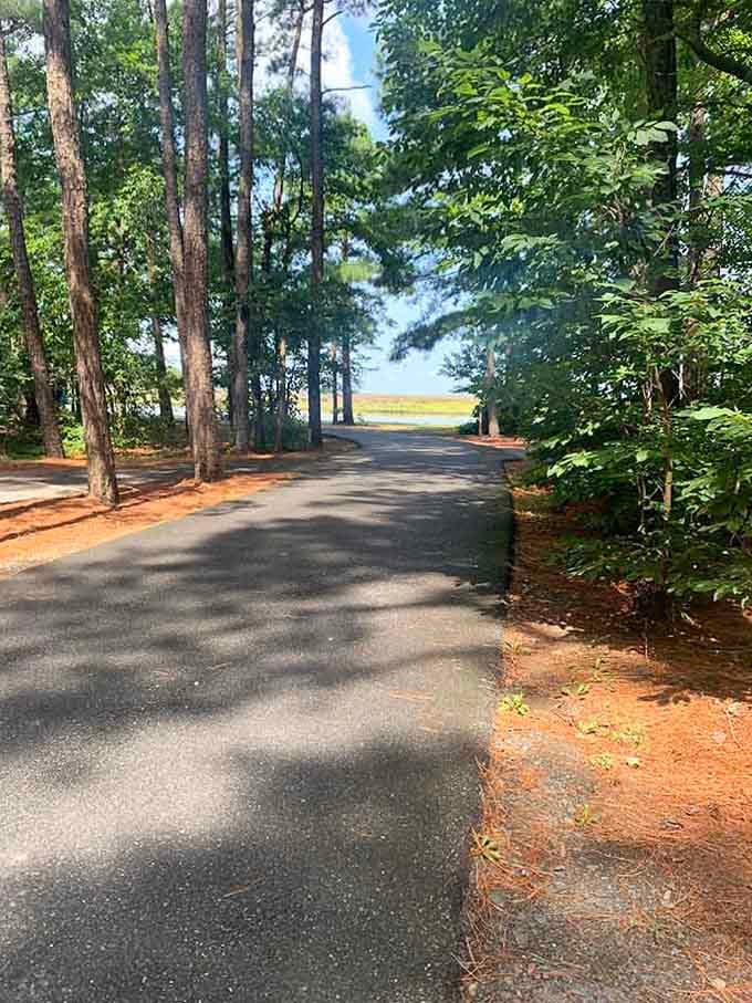 This curving park road winds through the loblolly pines toward a glimmer of open marsh water, teasing you beautifully with what lies ahead.