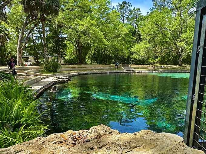A gentle staircase leading down to one of Florida's most beloved natural pools, this is the kind of place you tell everyone about.