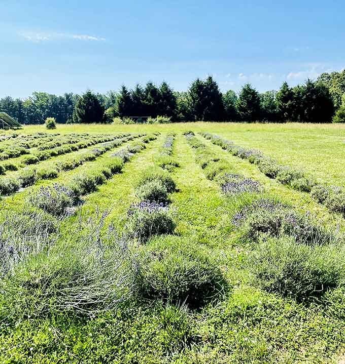 The lavender fields roll out like purple-green waves, promising fragrance that'll transport you straight to Provence.