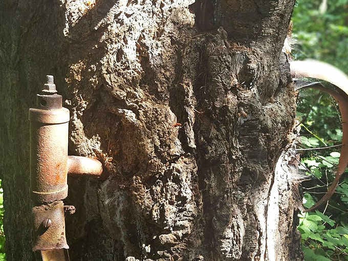 A corroded bolt and pipe fitting peek out from the trunk, proof that this tree has been patiently telling its story for decades.