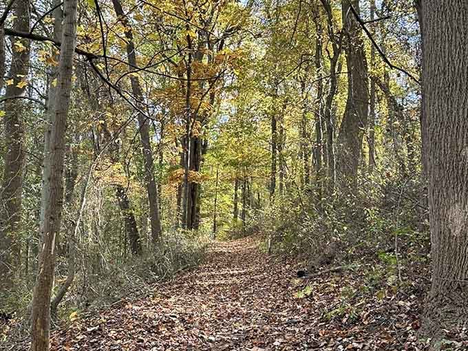 A leaf-strewn trail winds through towering trees, inviting you to crunch through autumn's natural carpet.