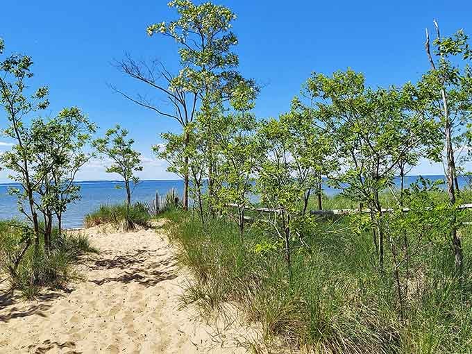 Sandy dunes, sea grass, and open Chesapeake Bay water peek through young trees, delivering a coastal surprise that feels miles from Maryland's suburbs.