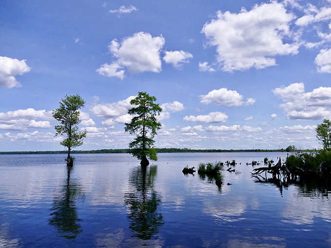 Young cypress trees mirror themselves perfectly in the glassy blue water, making the Great Dismal Swamp look anything but dismal.