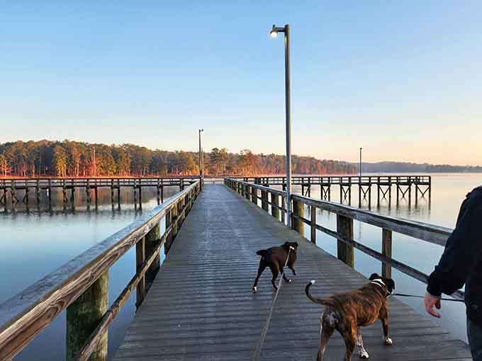 Two dogs leading the way down Wind Creek's long pier at sunrise proves that good mornings are best shared with enthusiastic company.