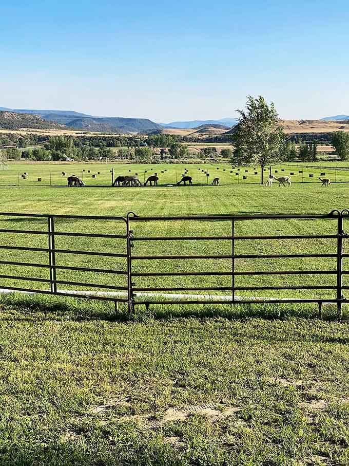 Green pastures dotted with grazing alpacas create a pastoral scene that belongs on a calendar you'd actually buy.
