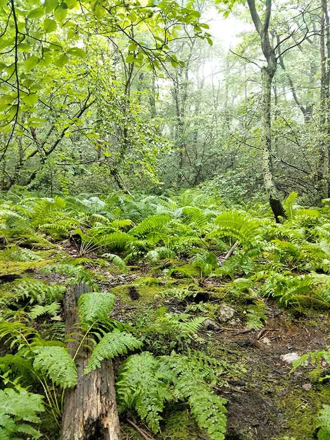 Ferns carpeting the forest floor like nature decided to go full interior designer on this particular patch of woods.