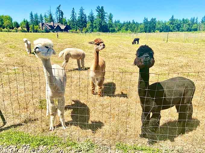 The lineup of white, brown, and black alpacas looks like a fuzzy, adorable police identification parade.