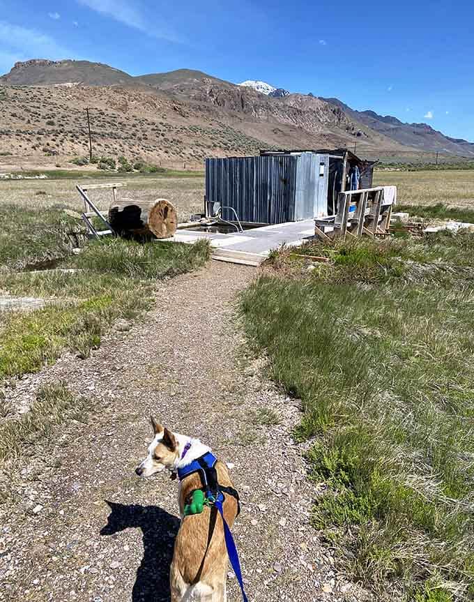 Even the dog knows a good thing when he sees it, and this good thing involves geothermal water and fresh desert air.
