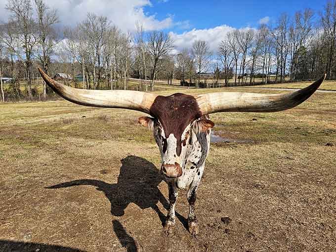 That longhorn is staring directly into your soul, and frankly, you respect the confidence enormously.