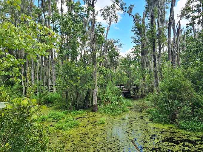 Somewhere in all that lush green tangle, a boardwalk is hiding, and finding it feels like a small adventure.