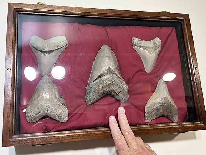 Megalodon teeth so massive they make your hand look like a snack, displayed with the respect they deserve.