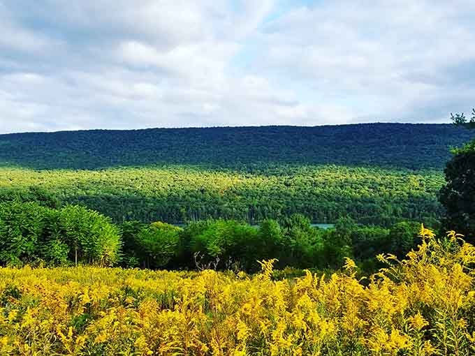 Fields of goldenrod in the foreground, layers of green forest behind, and a sliver of lake peeking through like a secret.