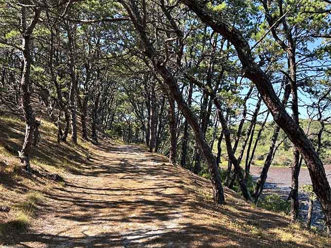 Pitch pines leaning over a sun-dappled path, creating the kind of tunnel that makes you walk slower on purpose.