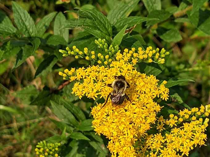 The Little-Known Pennsylvania Nature Preserve That Locals Are Keeping ...