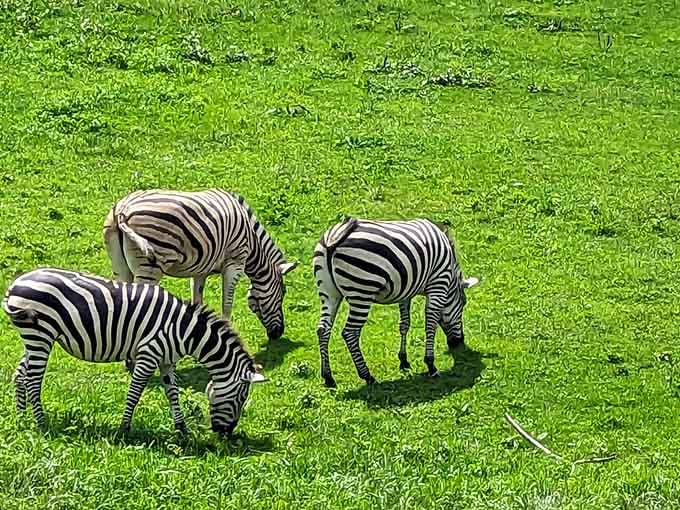 Three zebras grazing on impossibly green grass. Nature's boldest fashion statement, and they wear it effortlessly every single day.