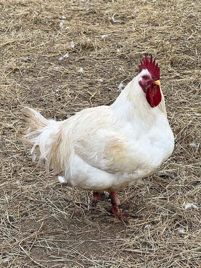 This rooster runs the property with the confidence of someone who owns the place outright.
