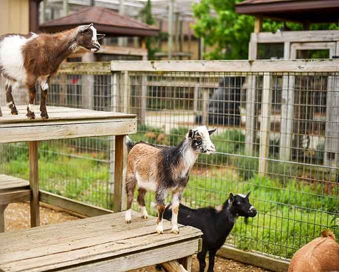 Goats doing what goats do best: climbing everything and looking adorable while plotting their next adventure.