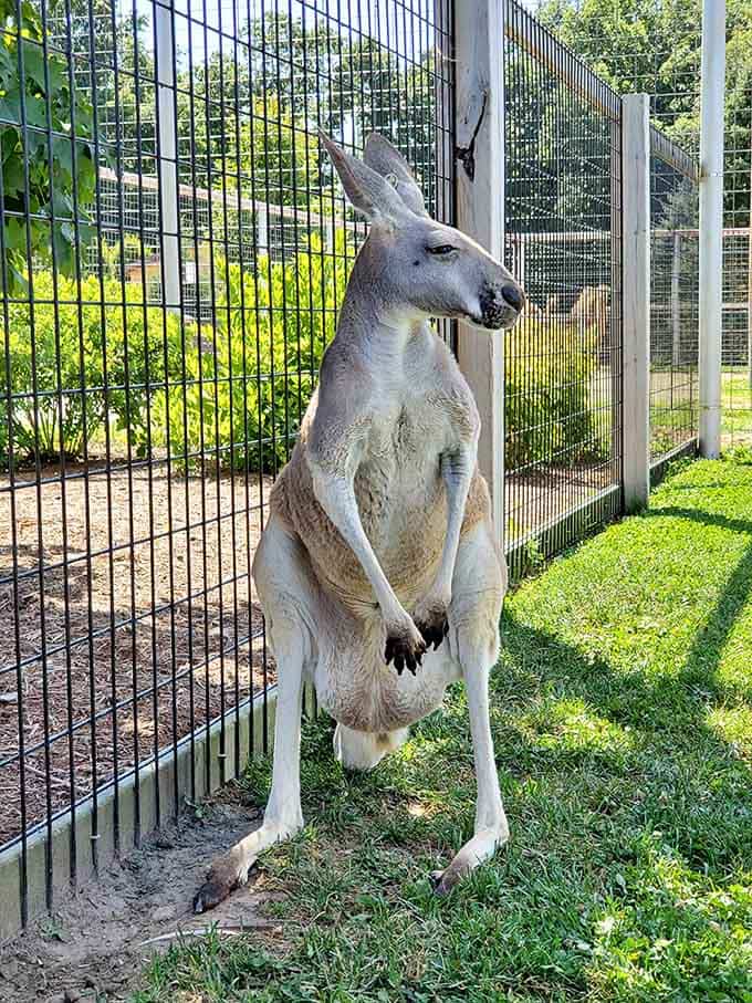 This kangaroo showed up to Michigan without a passport and absolutely no apologies. Respect.