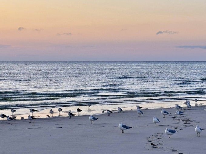 A committee of seagulls holds court at dusk, completely unbothered and honestly living their best lives.