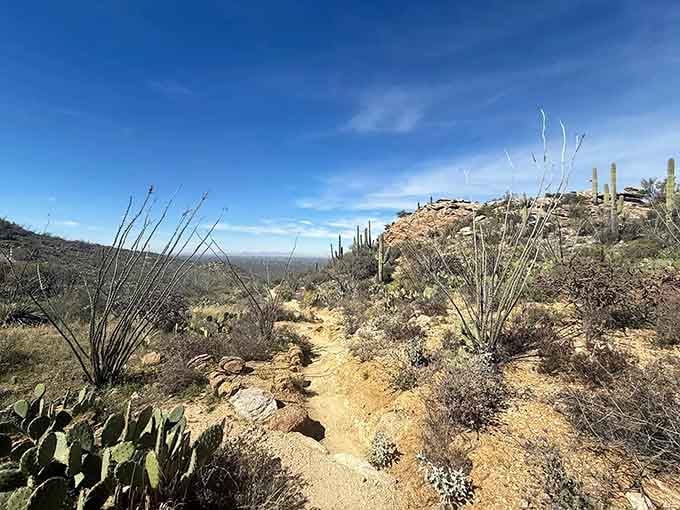 The desert trail leading to the falls winds through classic Sonoran scenery complete with saguaros standing guard like sentinels.
