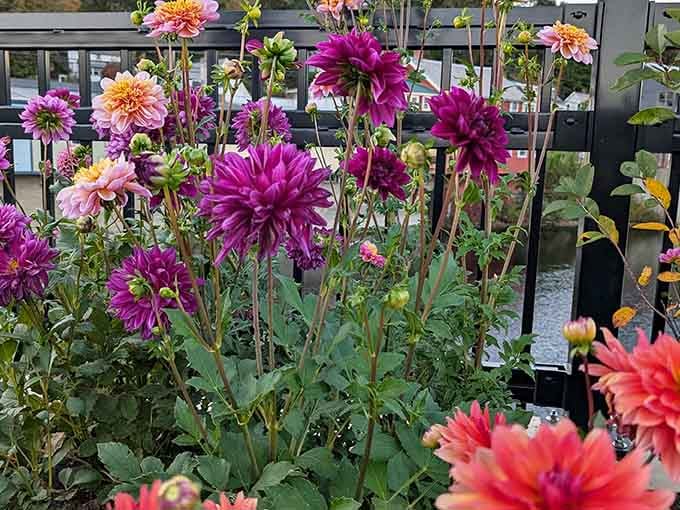 These deep purple and magenta dahlias aren't showing off, they're just built that way.