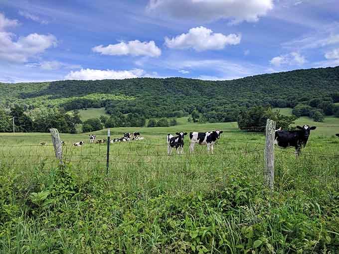 These cows have better real estate than most people, grazing in a geological wonder with mountain views included.