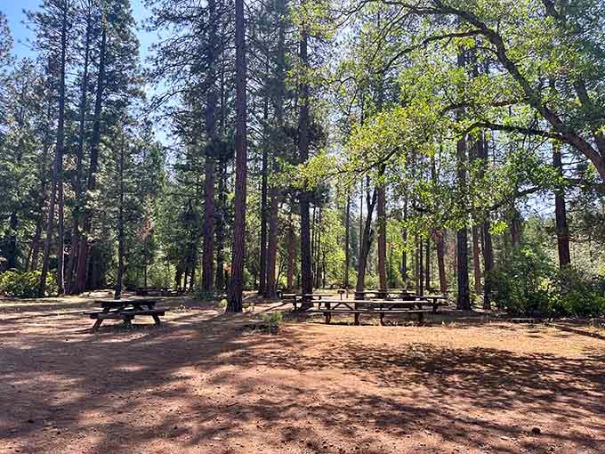 Shaded picnic tables under towering pines, the perfect spot to sit, breathe, and eat your sandwich slowly.