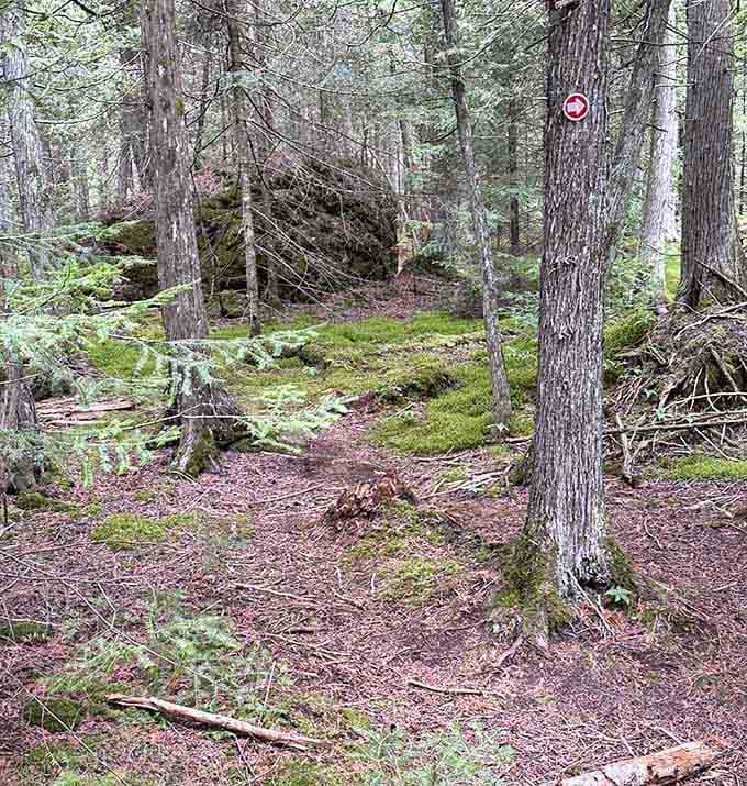 A small red trail marker guides the way forward through a vibrant, mossy patch of the forest floor.