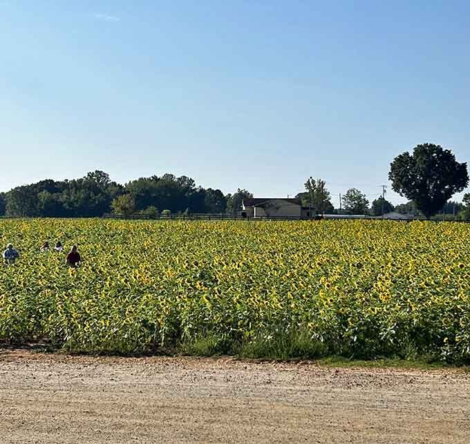 People tiny against a massive golden field, with the farm building watching over it all. This is the real South Carolina.
