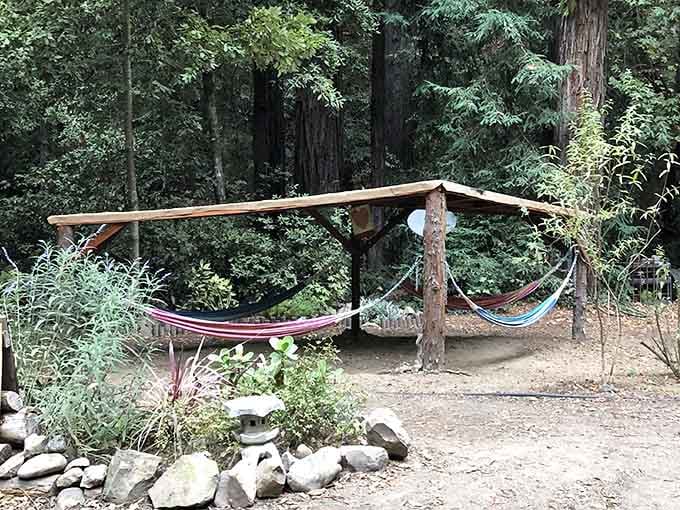 Three hammocks, a canopy of redwoods, and absolutely nowhere you need to be. This is the life.