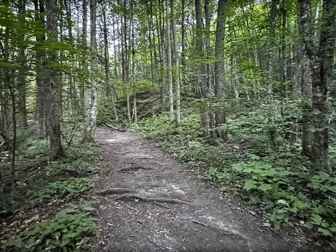 One foot in front of the other, and the forest keeps getting better with every single step you take.