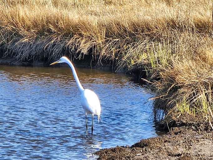 A great egret fishing in the marsh, completely unbothered by the fact that it's stealing the show today.